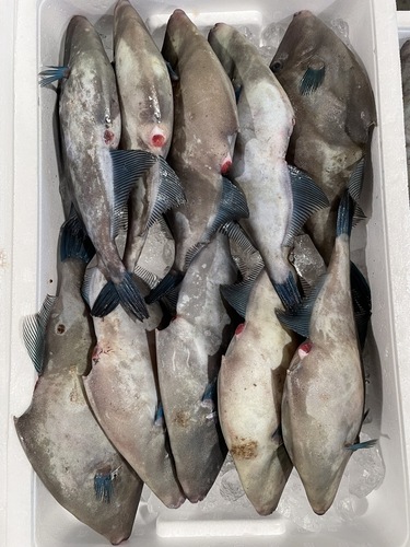 ウマヅラハギ7/10約4kg | UUUO(ウーオ)