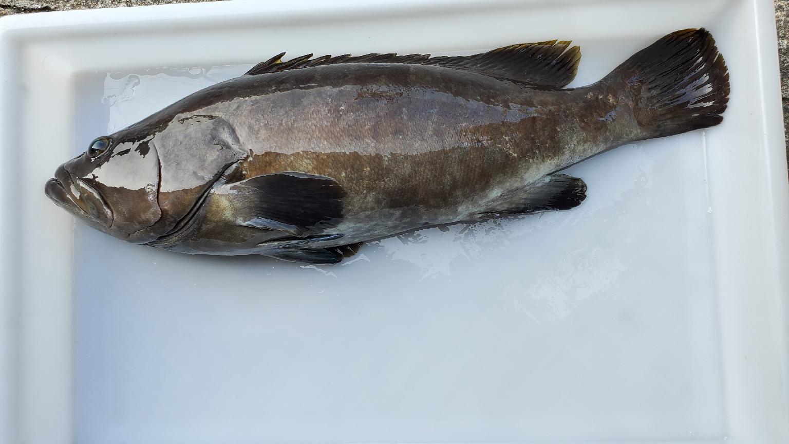 活〆クエ(養殖)3.8~5.0kg1入約4.3kg | UUUO(ウーオ)