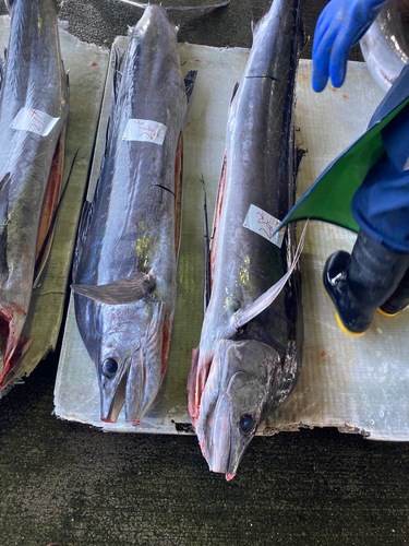 バショウカジキ18-30k台約23kg(定置) | UUUO(ウーオ)