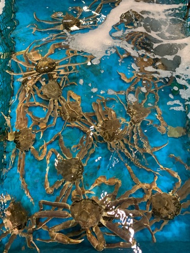 活松葉ガニタグ付き成体2入約1.8kg(カゴ) | UUUO(ウーオ)