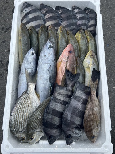 鮮魚BOX | UUUO(ウーオ)