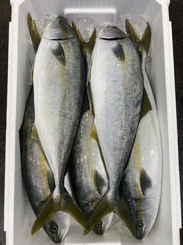 ツバス6入約8.5kg(定置) | UUUO(ウーオ)