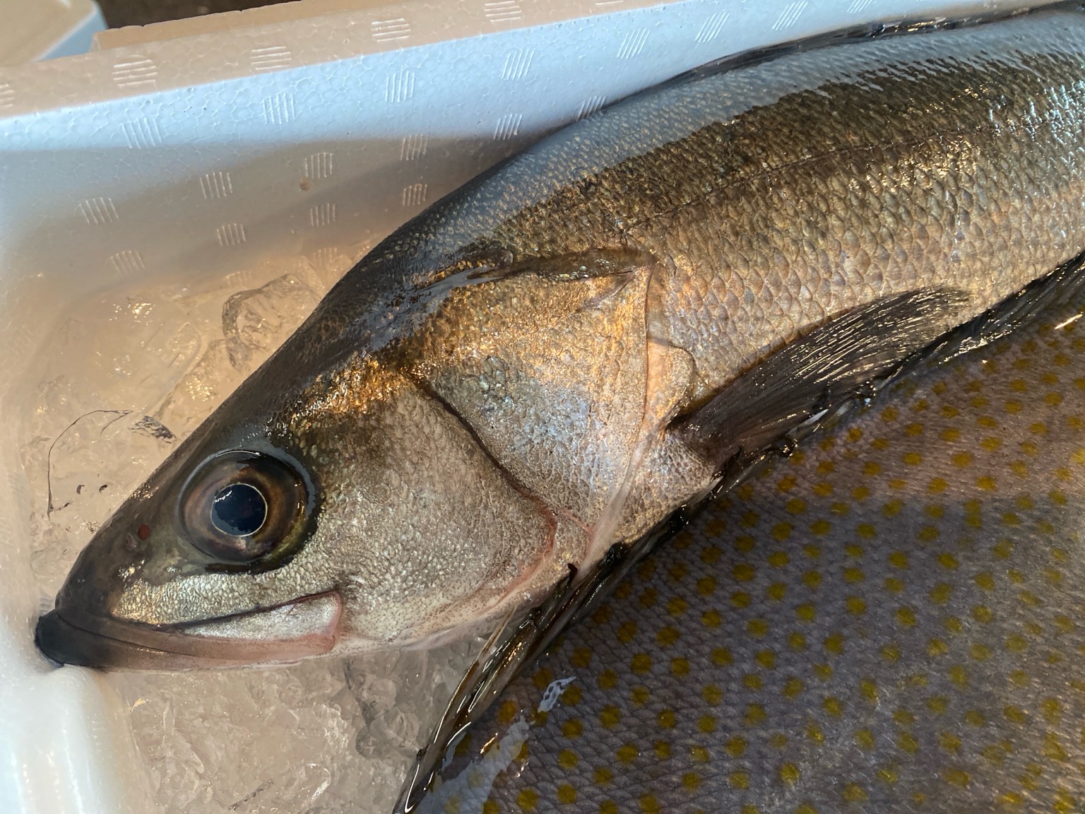 鮮魚BOX3入約6.5kg(定置) | UUUO(ウーオ)