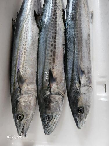 サワラ1.2～1.44キロ3入約3.43kg | UUUO(ウーオ)