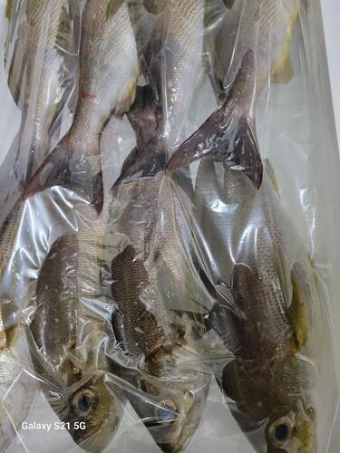 活〆イサキ0.5～0.59キロ8入約4.53kg(釣) | UUUO(ウーオ)