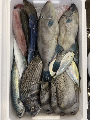 鮮魚BOX約6.5kg(定置) | UUUO(ウーオ)