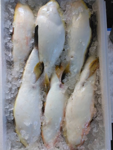 マフグ | UUUO(ウーオ)