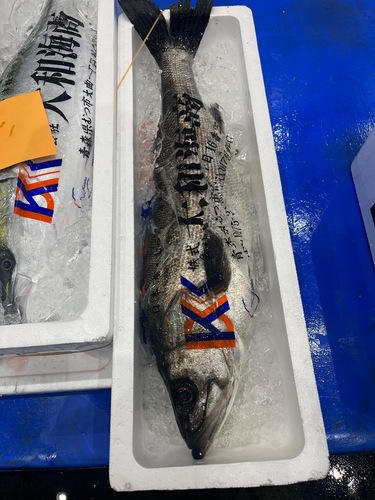 活〆スズキ1入約2kg(巻網) | UUUO(ウーオ)