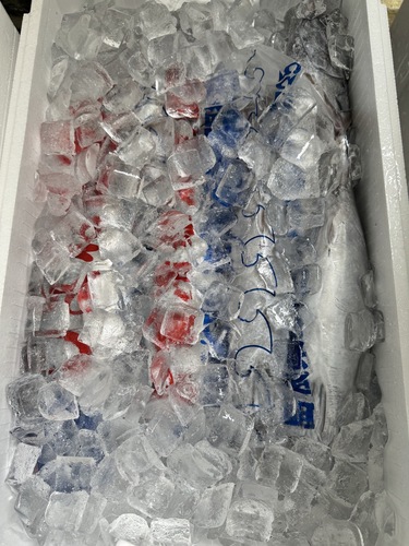 平ソウダガツオ8入約8.8kg(定置) | UUUO(ウーオ)