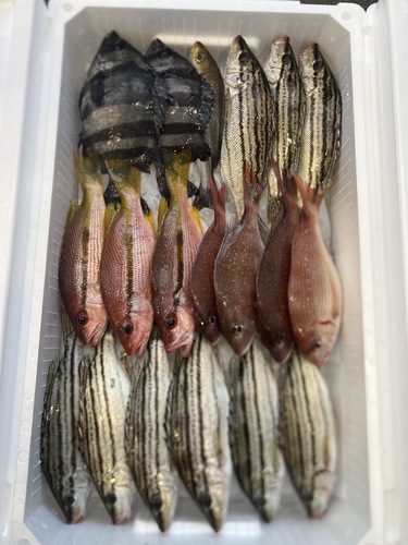 鮮魚BOX約2.9kg(定置) | UUUO(ウーオ)