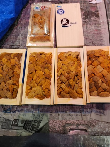 バフンウニ（板） | UUUO(ウーオ)