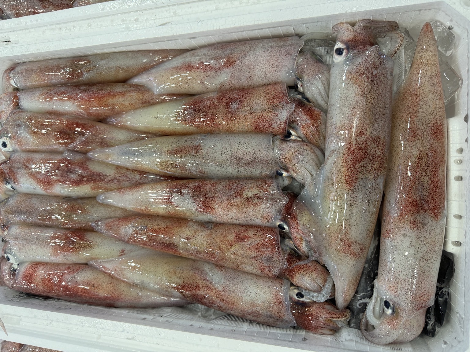 ケンサキイカ2段半15入約4.5kg(定置) | UUUO(ウーオ)