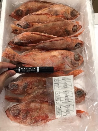 アカウオ約3kg | UUUO(ウーオ)