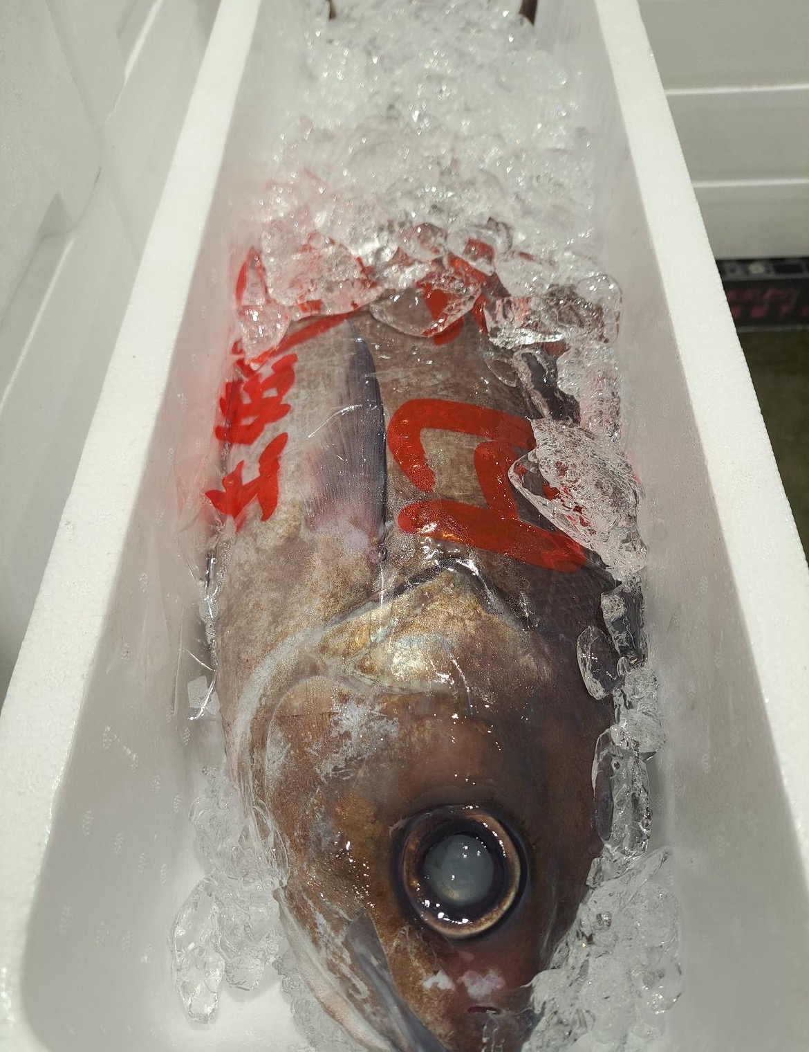 メダイ10/11k10入約10kg(釣) | UUUO(ウーオ)