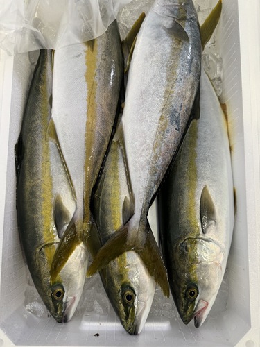 鮮魚BOX | UUUO(ウーオ)