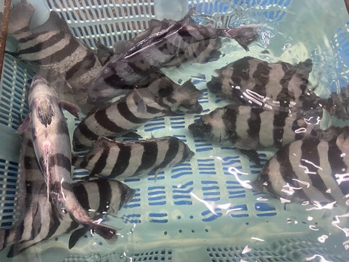活イシダイ12入約5.5kg(釣) | UUUO(ウーオ)