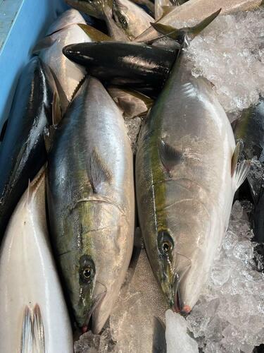 ブリ | UUUO(ウーオ)