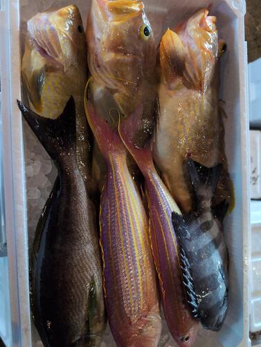 鮮魚BOX7入約4.8kg(釣) | UUUO(ウーオ)