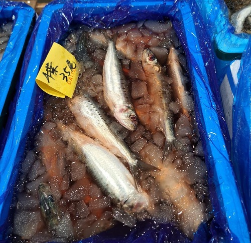 マイワシ55入約5kg(底曳) | UUUO(ウーオ)