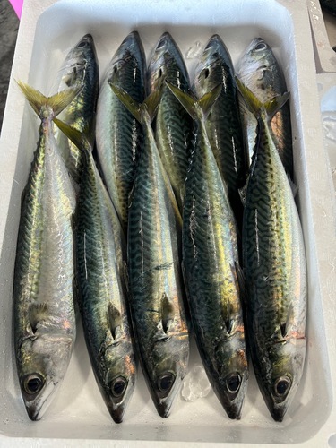 マサバ12入×3合36入約10kg(定置) | UUUO(ウーオ)