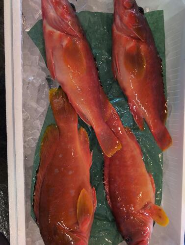 アカハタ4入約2.2kg(釣) | UUUO(ウーオ)