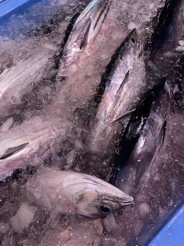 カツオ2入約6.5kg(釣) | UUUO(ウーオ)