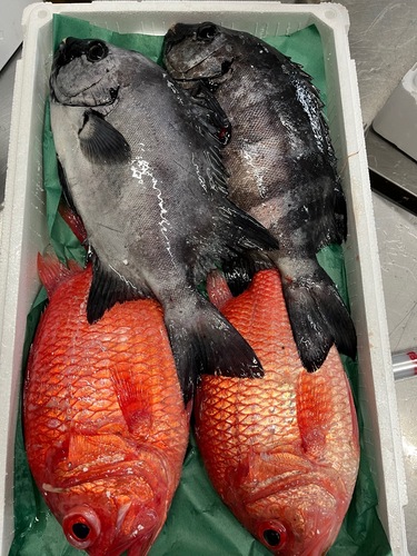 鮮魚BOX約4.8kg(底曳) | UUUO(ウーオ)