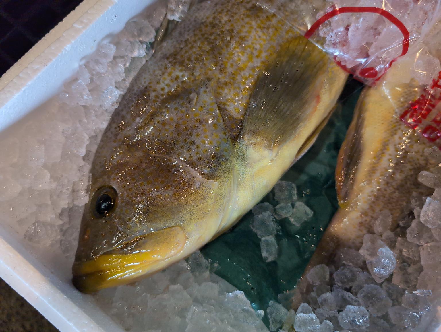 アオハタ4入約4.5kg(釣) | UUUO(ウーオ)