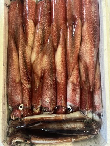 鮮魚BOX約4kg(沿岸) | UUUO(ウーオ)