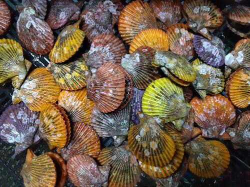 ヒオウギ中サイズ70〜80mm30入約2.5kg | UUUO(ウーオ)