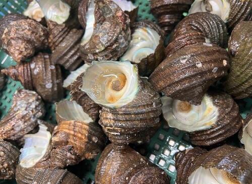 サザエ80/100g位約5kg | UUUO(ウーオ)