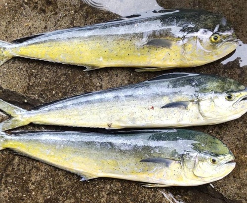 シイラ14/16k4入約14kg(定置) | UUUO(ウーオ)