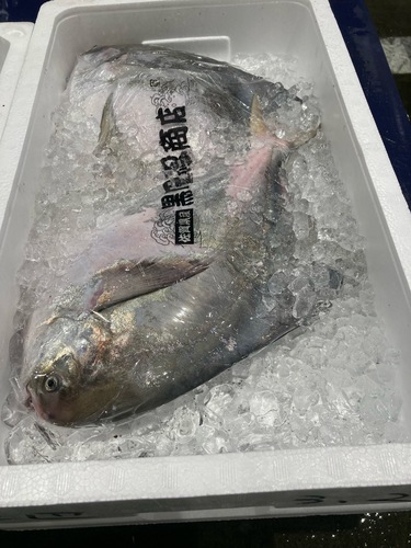 マナカツオ2入約3.1kg | UUUO(ウーオ)