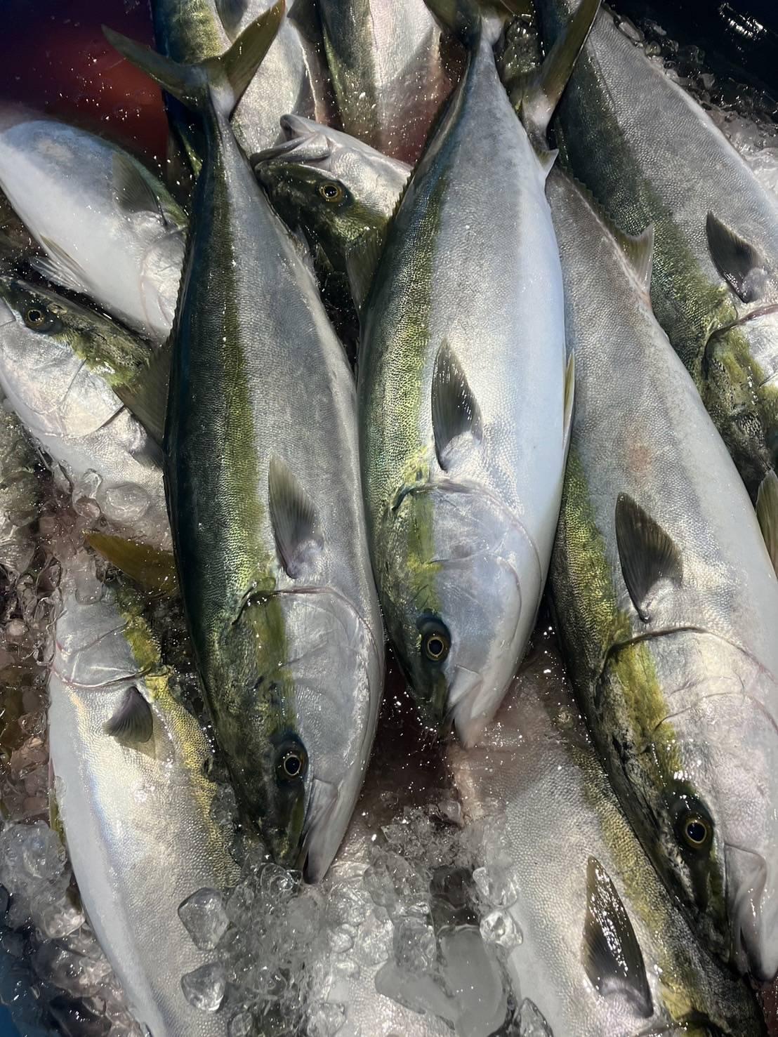 活〆ブリ12-14k2入約12kg(定置) | UUUO(ウーオ)