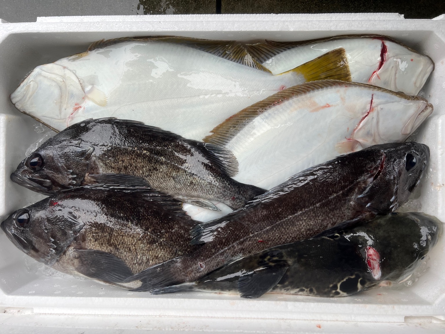 鮮魚BOX約5kg | UUUO(ウーオ)