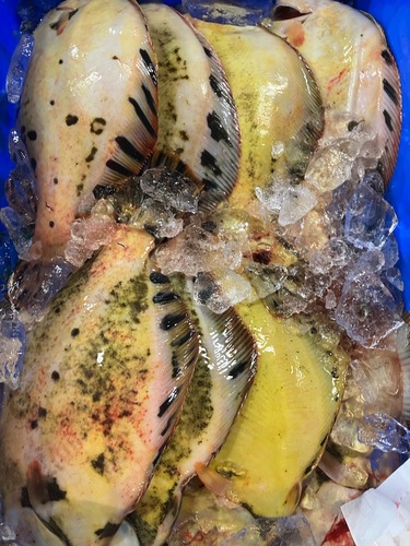 活〆マツカワガレイ7入約6kg(底曳) | UUUO(ウーオ)