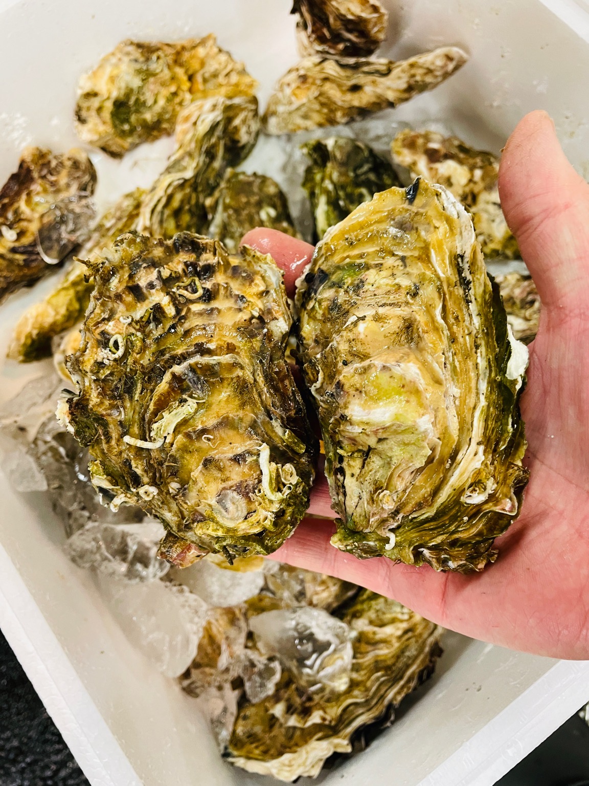 活カキLサイズ/150-180g.40入約6.6kg(養殖) | UUUO(ウーオ)