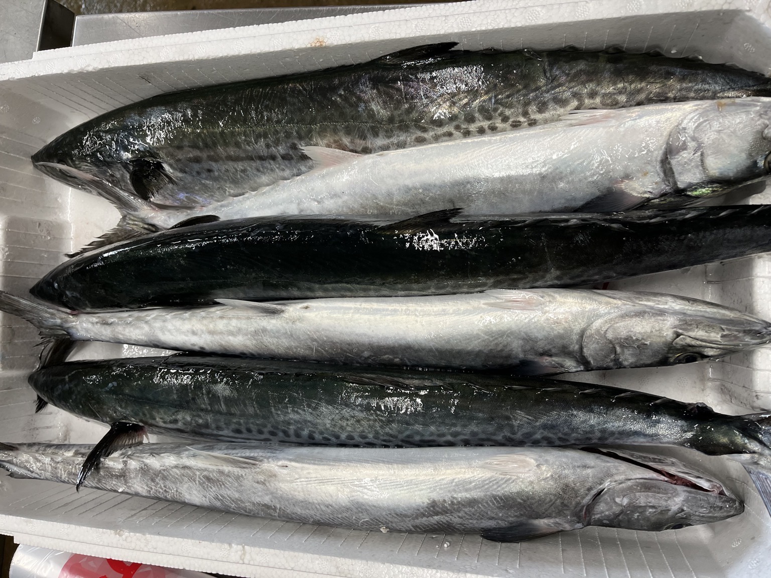 サゴシ(釣) | UUUO(ウーオ)