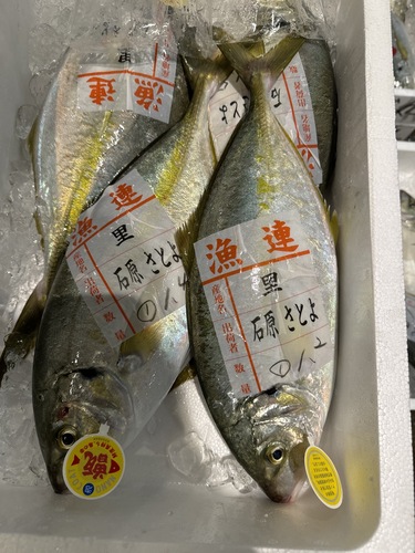 シマアジ1kg上約5kg(定置) | UUUO(ウーオ)