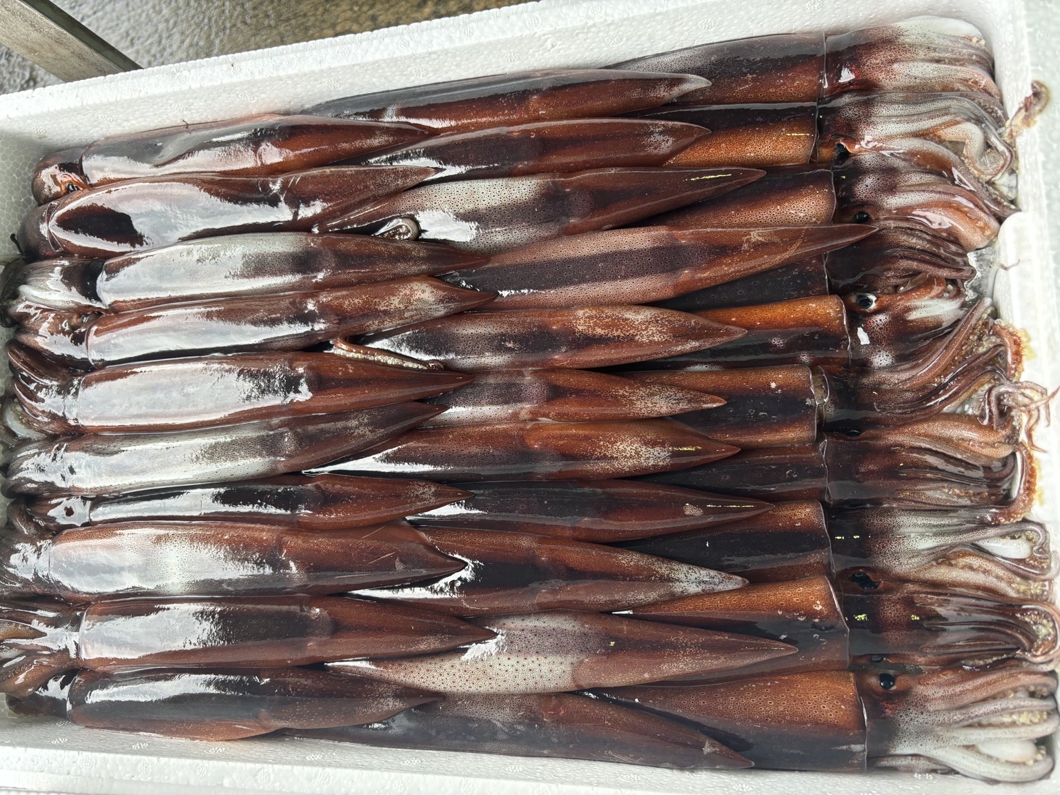 スルメイカ30入約5kg(釣) | UUUO(ウーオ)