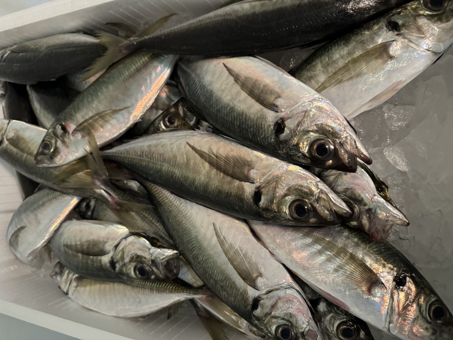 マアジ250g前後サイズ約5.5kg(巻網) | UUUO(ウーオ)