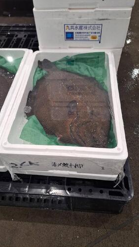 サメガレイ2入約3.8kg(釣) | UUUO(ウーオ)