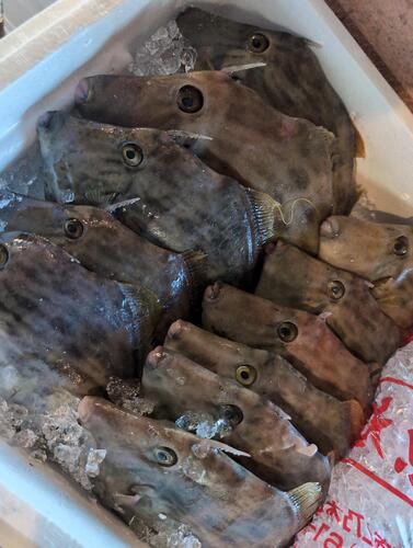 本カワハギ18入約4.6kg(定置) | UUUO(ウーオ)