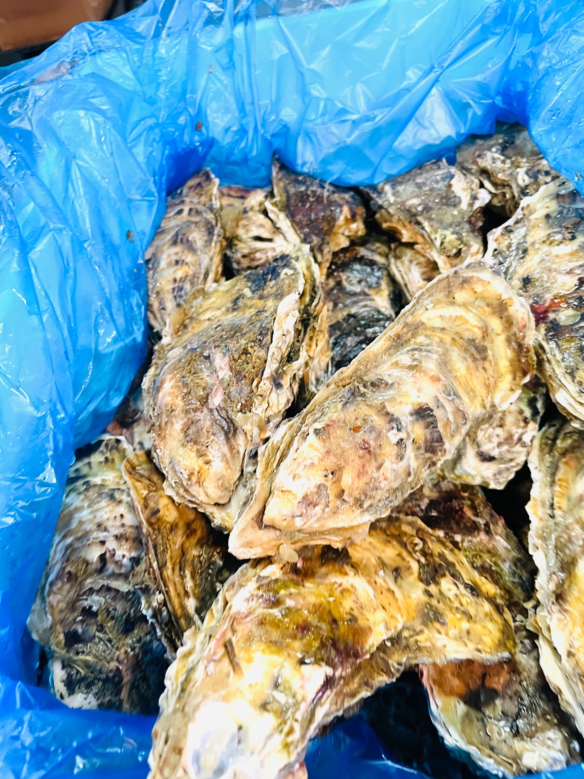 活カキLサイズ/180g前後50入約9kg(養殖) | UUUO(ウーオ)