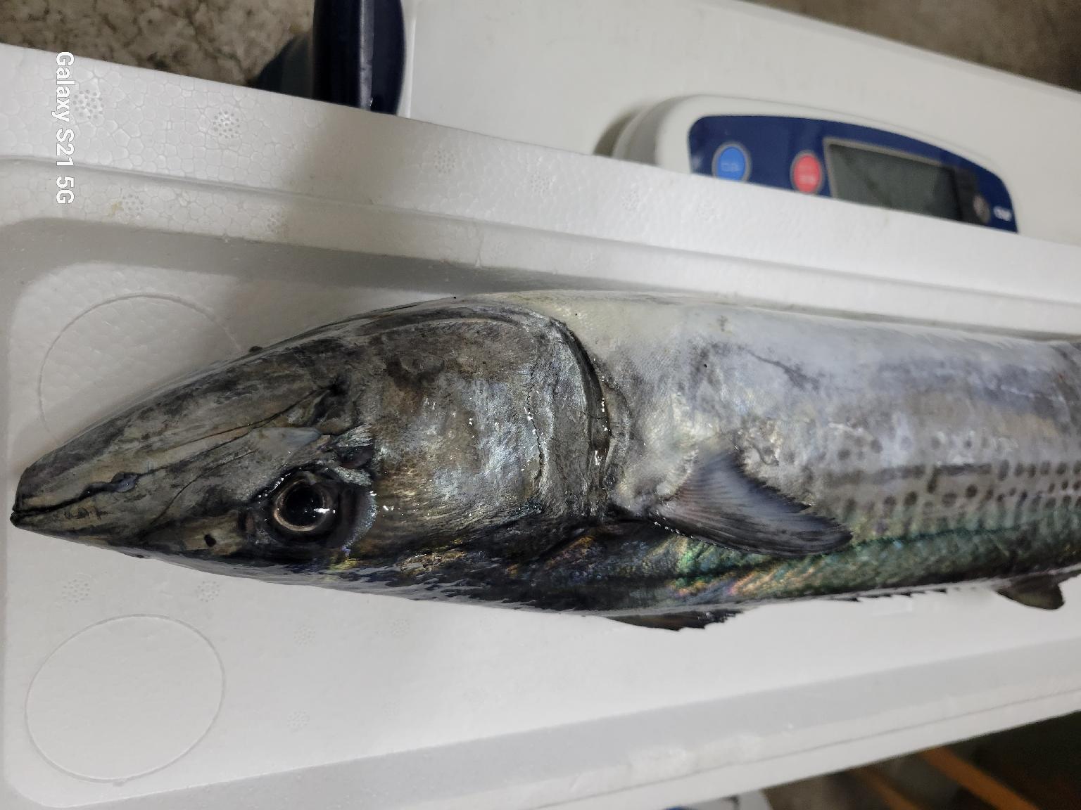 サワラ大1.95～1.83キロ3入約5.72kg | UUUO(ウーオ)