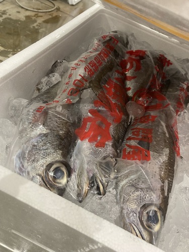 クロムツ6入約3.6kg(釣) | UUUO(ウーオ)
