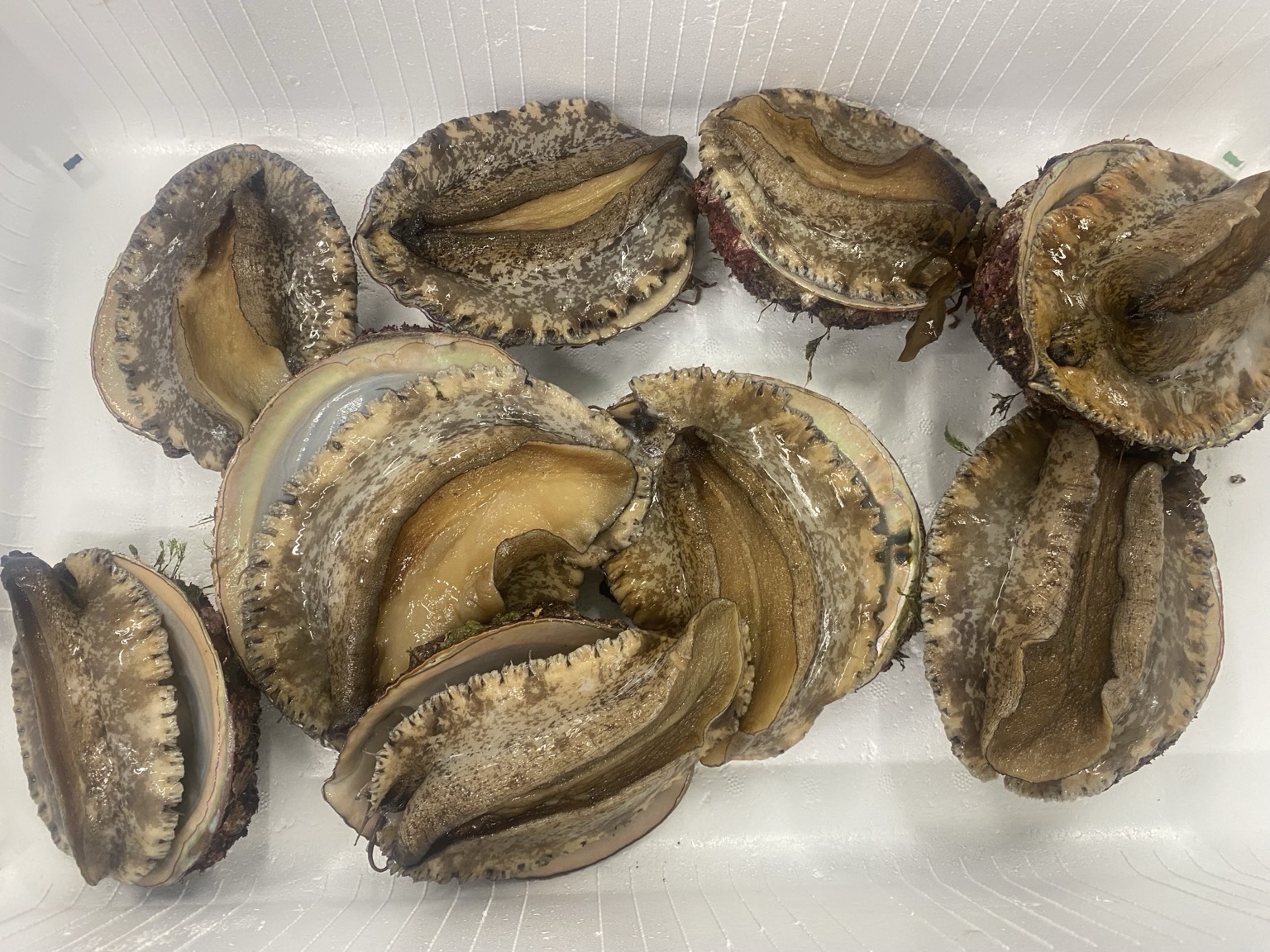 活アカアワビ10入約3.3kg(沿岸) | UUUO(ウーオ)