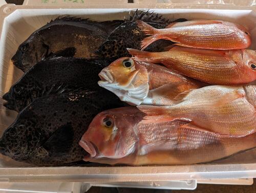 鮮魚BOX9入約5.2kg(釣) | UUUO(ウーオ)