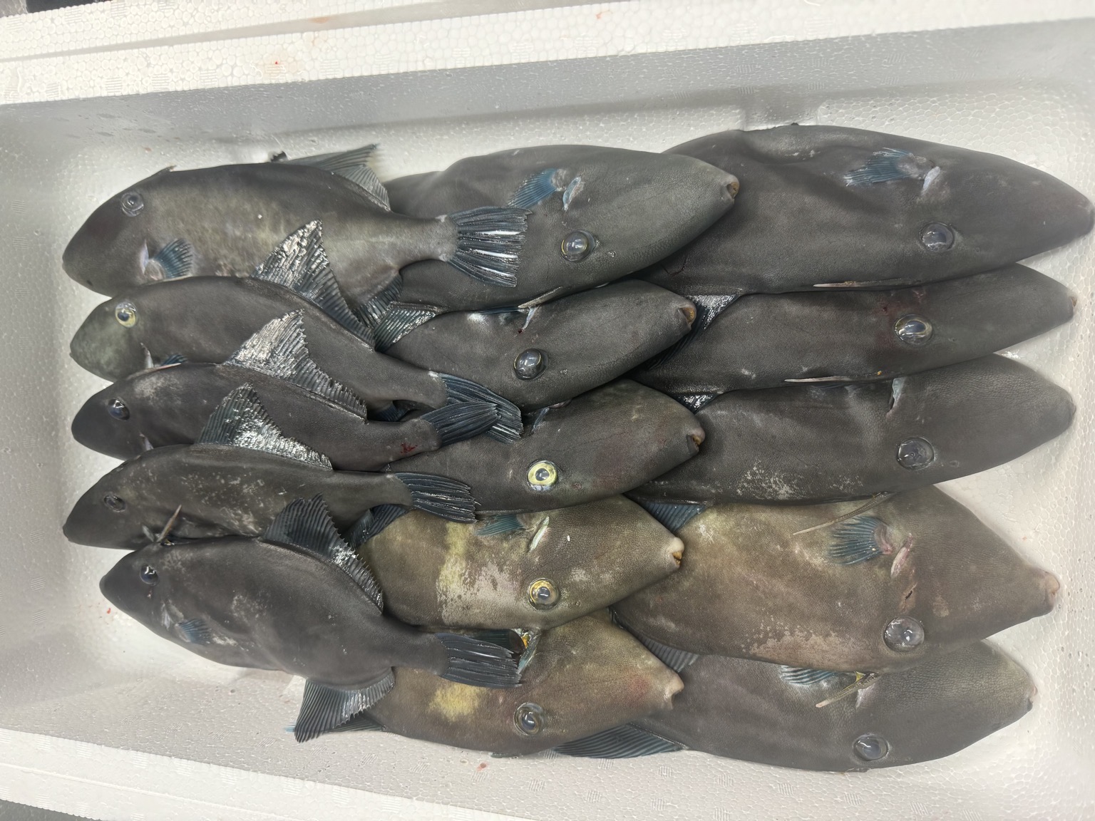 神経〆ウマヅラハギ15尾前後15入約7kg | UUUO(ウーオ)