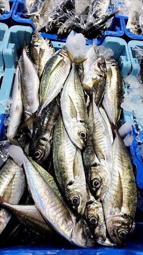 マアジ3/5入約2kg(定置) | UUUO(ウーオ)